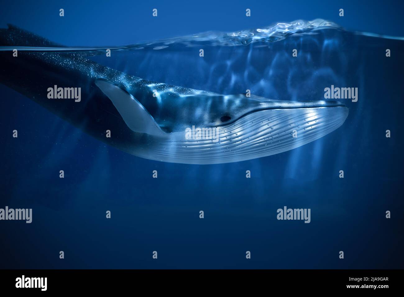 World oceans day. The blue whale swimming near a surface with a view of ...