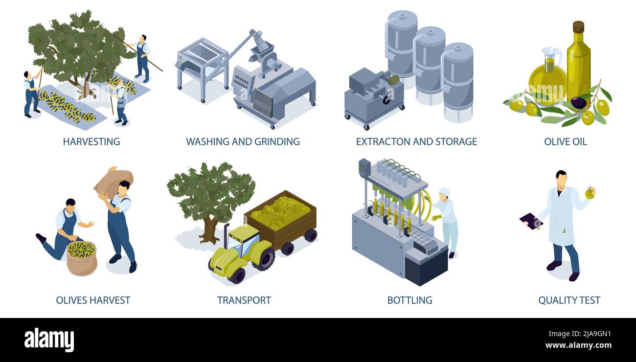 Olive olive production isometric design concept with people harvesting ...