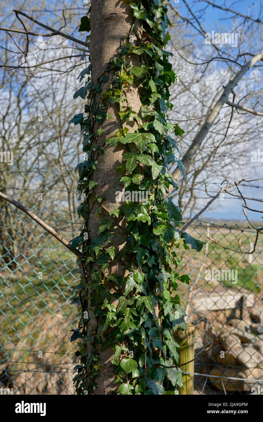Ivy covered tree with blurred background in north wales uk Stock Photo ...