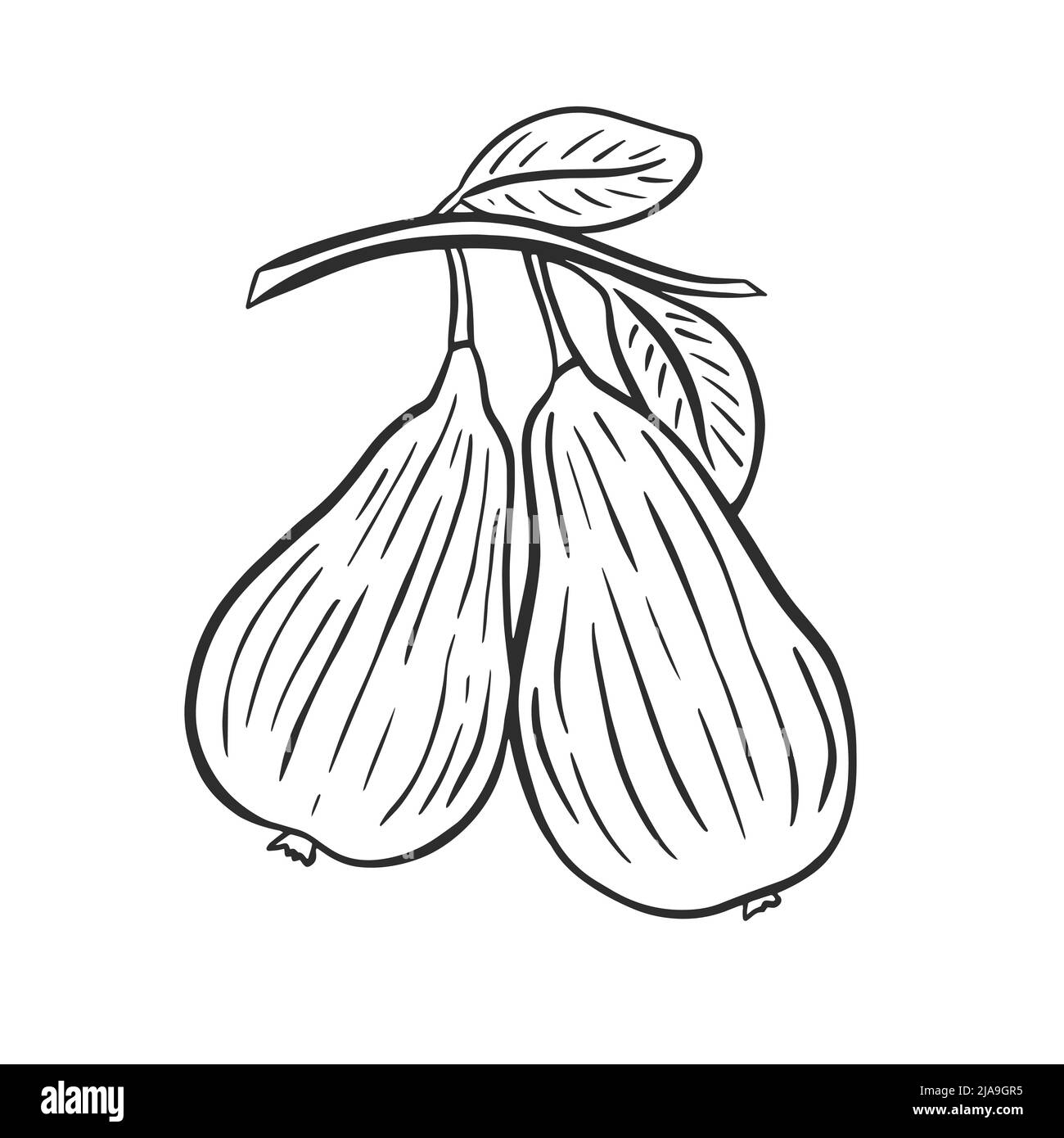 Pair of pears on branch with foliage sketch. Hand engraving black pears ...