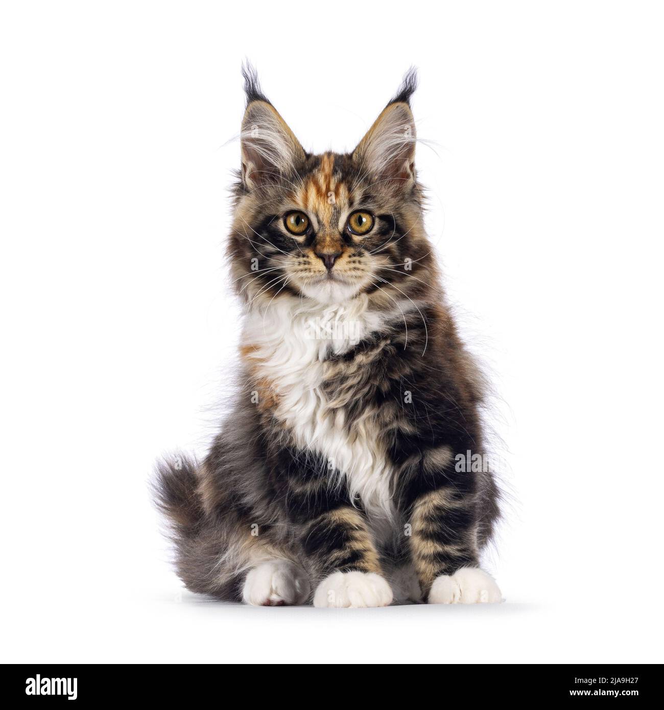 Impressive tortie with white Maine Coon cat kitten, sitting up facing ...