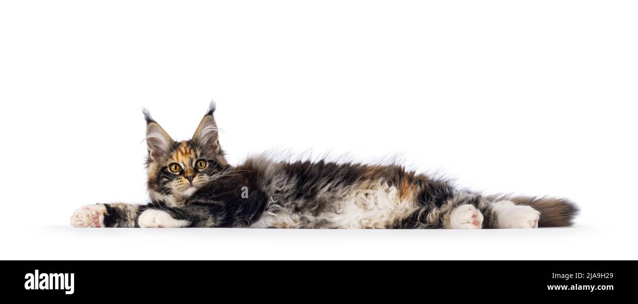 Impressive tortie with white Maine Coon cat kitten, laying down side ...