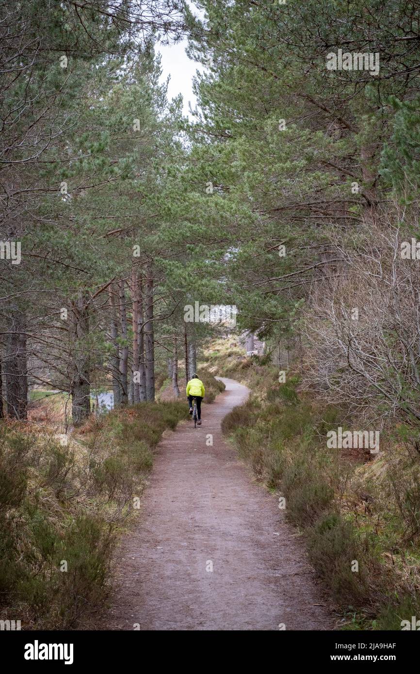 The Glenmore Forest, near Aviemore, Cairngorm National Park, Scotland ...