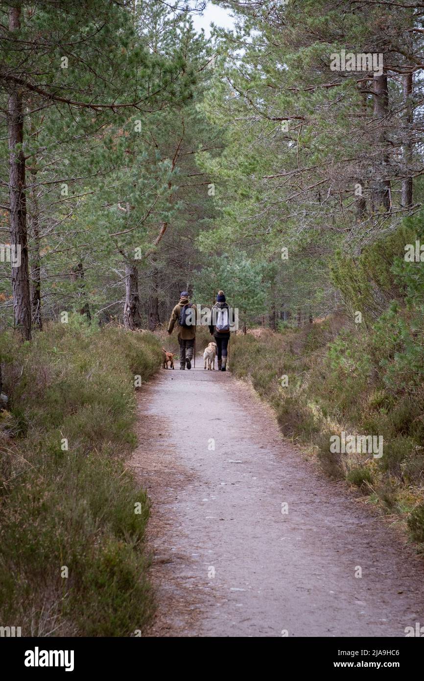 Walkers in The Glenmore Forest, near Aviemore, Cairngorm National Park ...