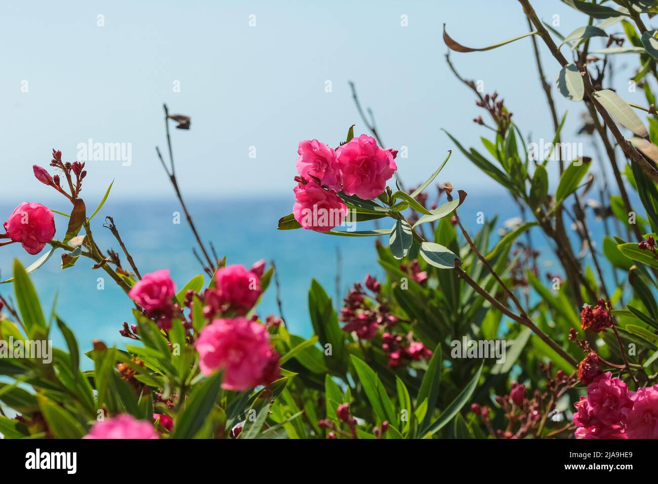 Purple roses closeup growing at the promenade in the town Rhodes ...