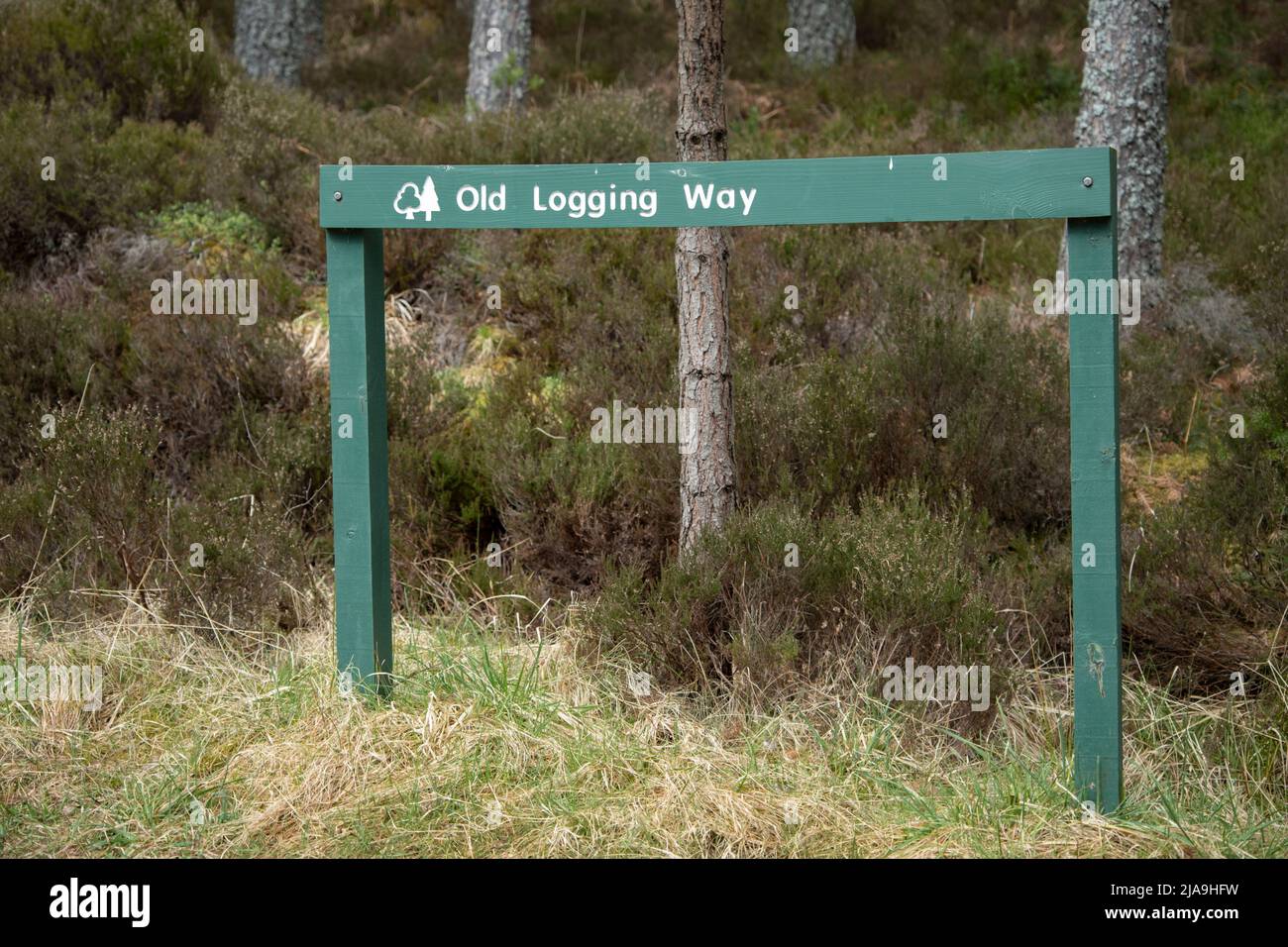 The Od Logging Way, Glenmore Forest, near Aviemore, Cairngorm National ...