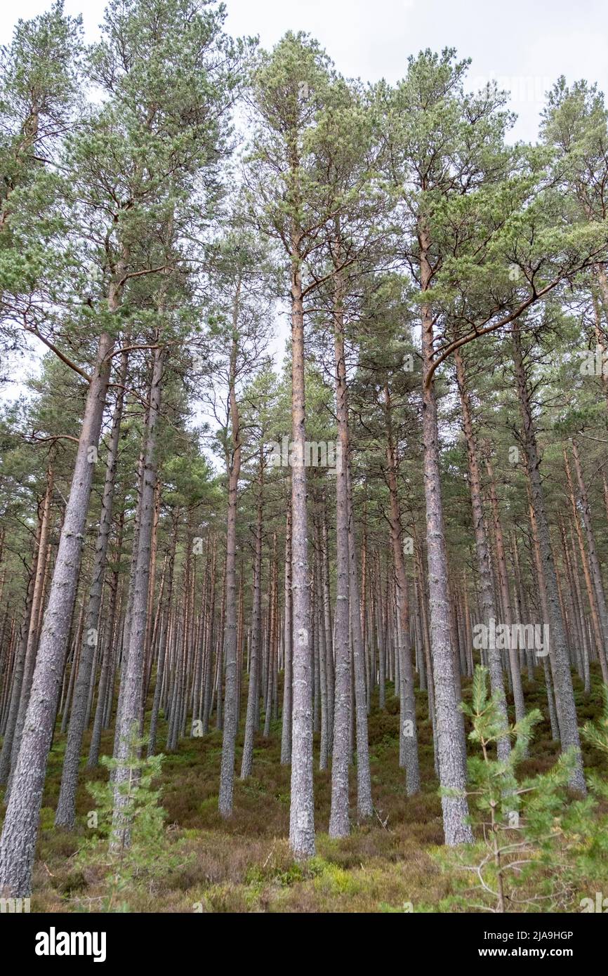 Glenmore forest park near aviemore hi-res stock photography and images ...