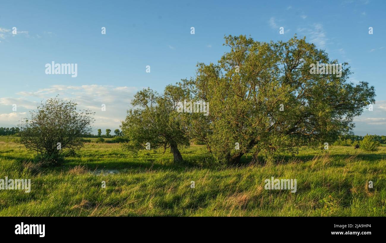 Landscape with beautiful tree and blue sky Stock Photo - Alamy