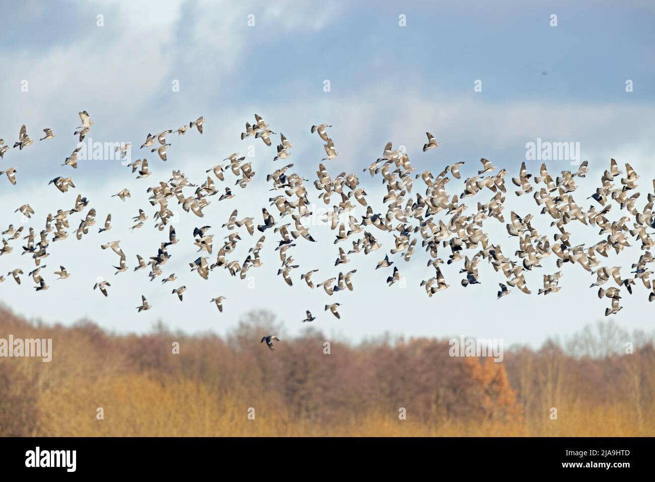 Large fall migration of hundreds of common woodpigeon (Columba palumbus ...