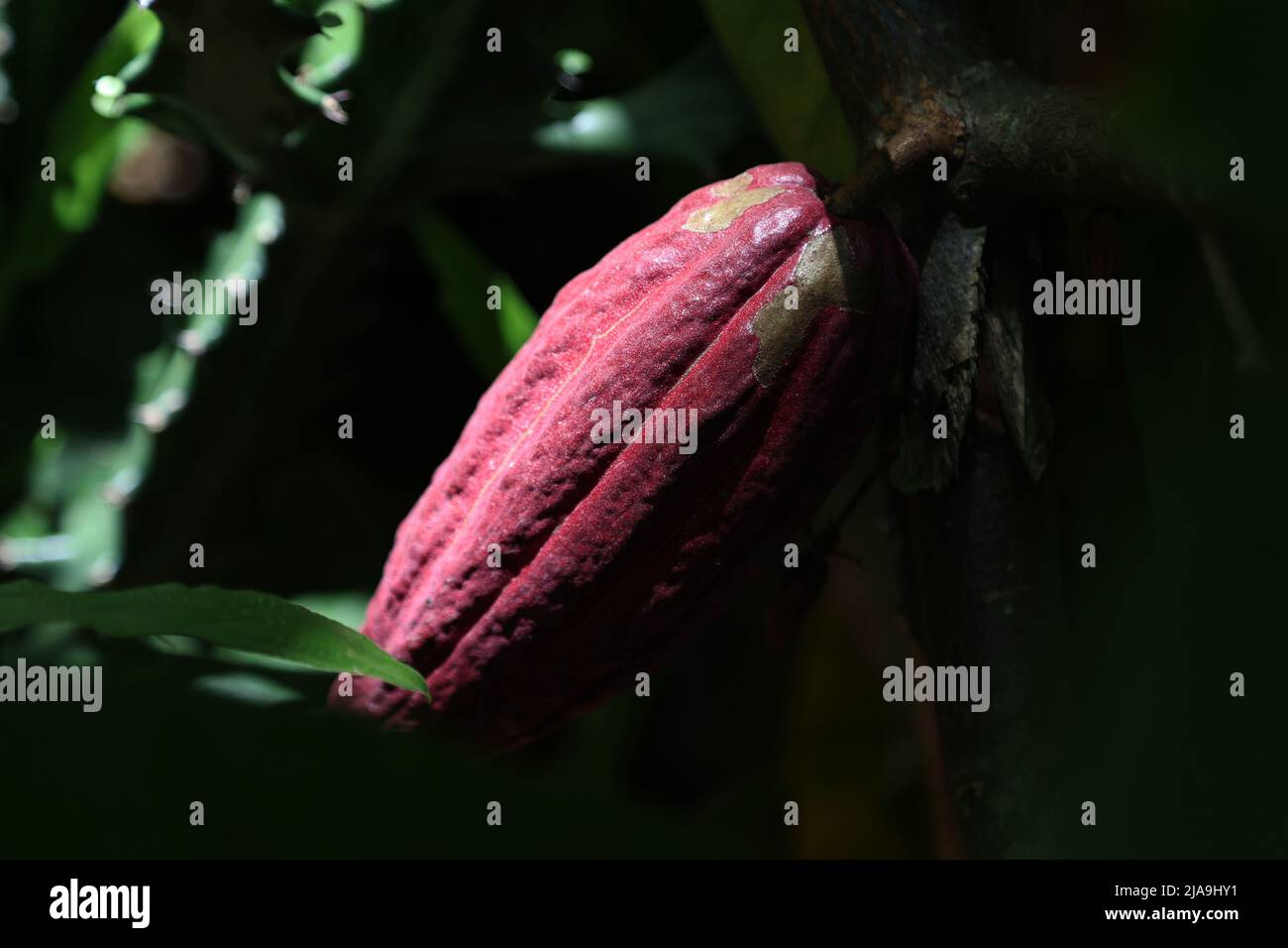 Cuba and madagascar hi-res stock photography and images - Alamy