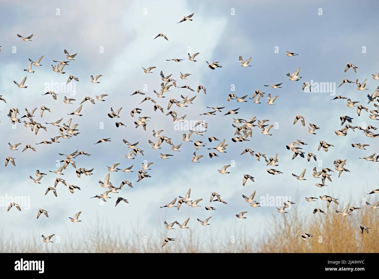 Large fall migration of hundreds of common woodpigeon (Columba palumbus ...