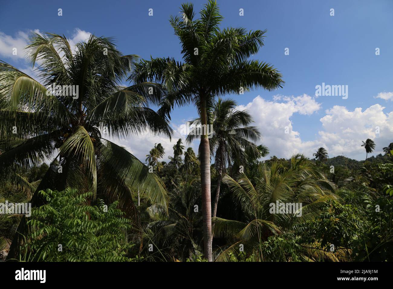 Baracoa cuba humboldt hi-res stock photography and images - Alamy