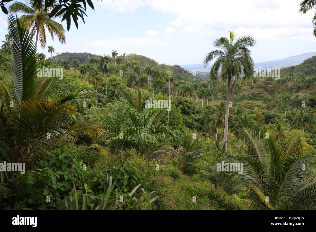 Baracoa cuba jungle hi-res stock photography and images - Alamy