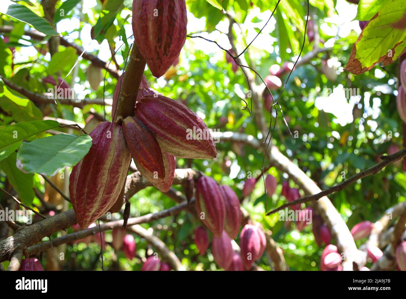 Fruits of cocoa tree, Cuba Stock Photo - Alamy