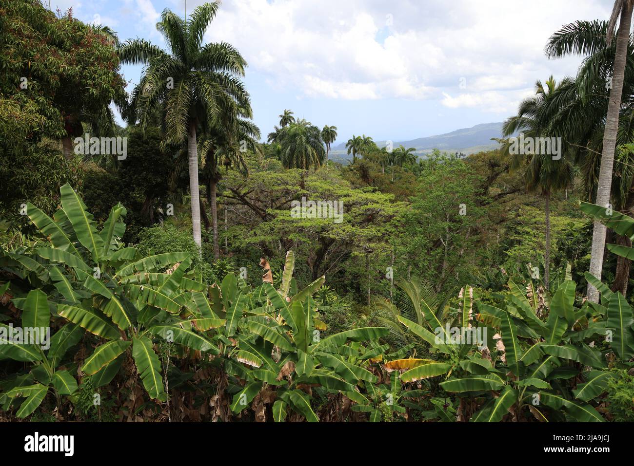 Humboldt park cuba hi-res stock photography and images - Alamy