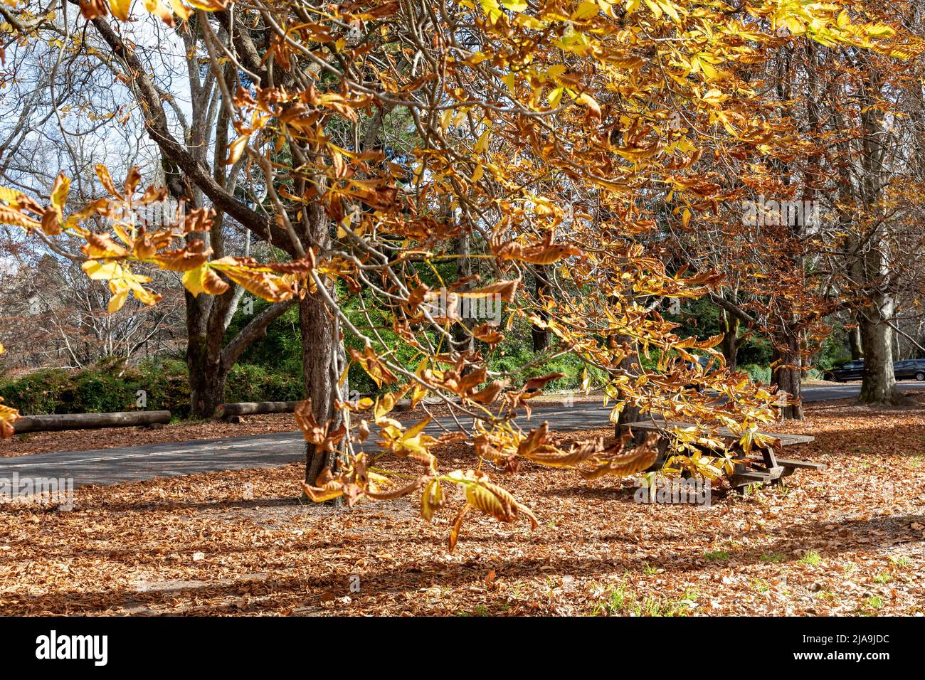 Mount Wilson in the Blue mountains region a heritage garden village ...