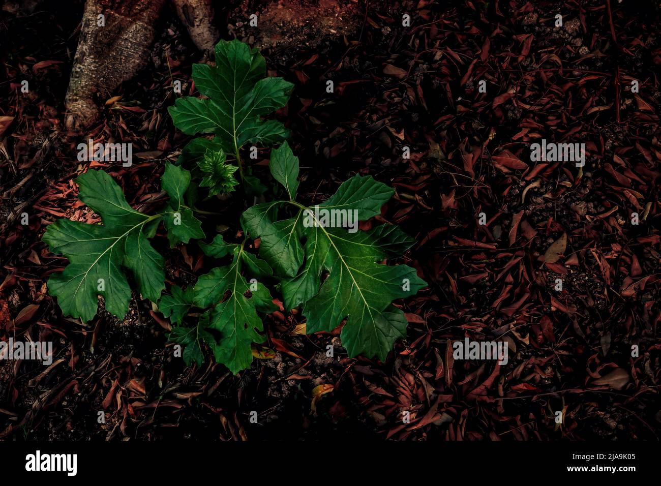 Plant growing among fallen dry tree leaves Stock Photo - Alamy