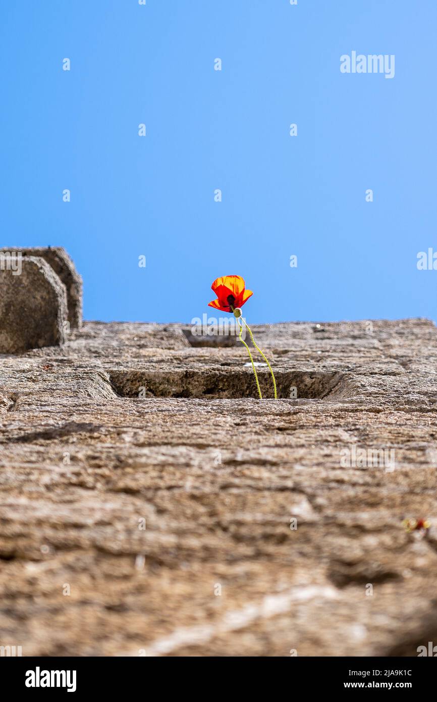 Poppy flower growing out from a stone window Stock Photo - Alamy