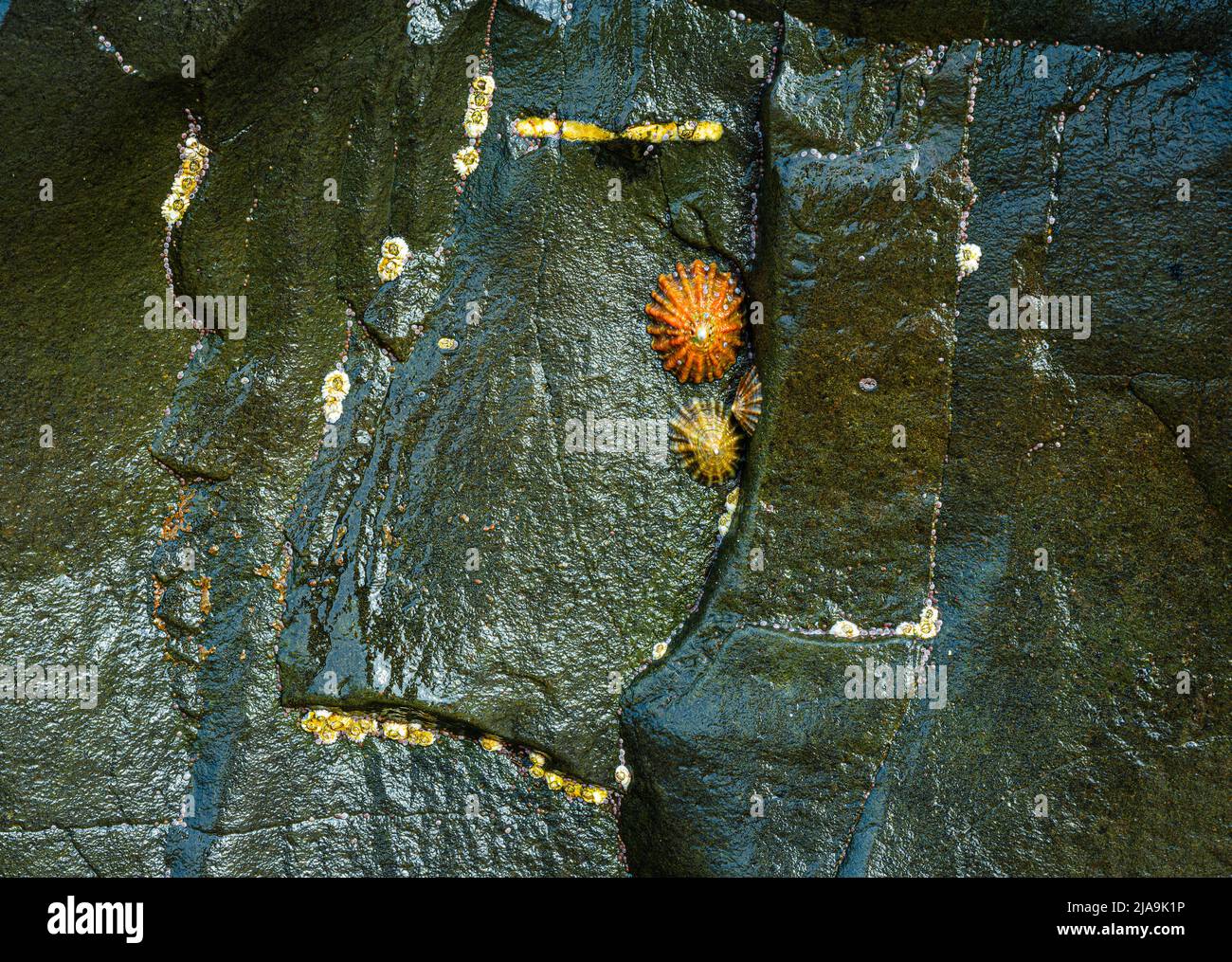 A little cluster of sea shells, and barnacles on the black rocks at ...
