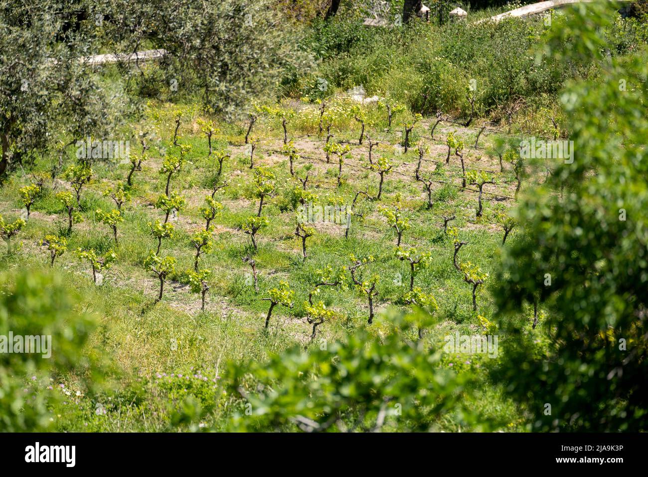 Vines growing into trees hi-res stock photography and images - Alamy