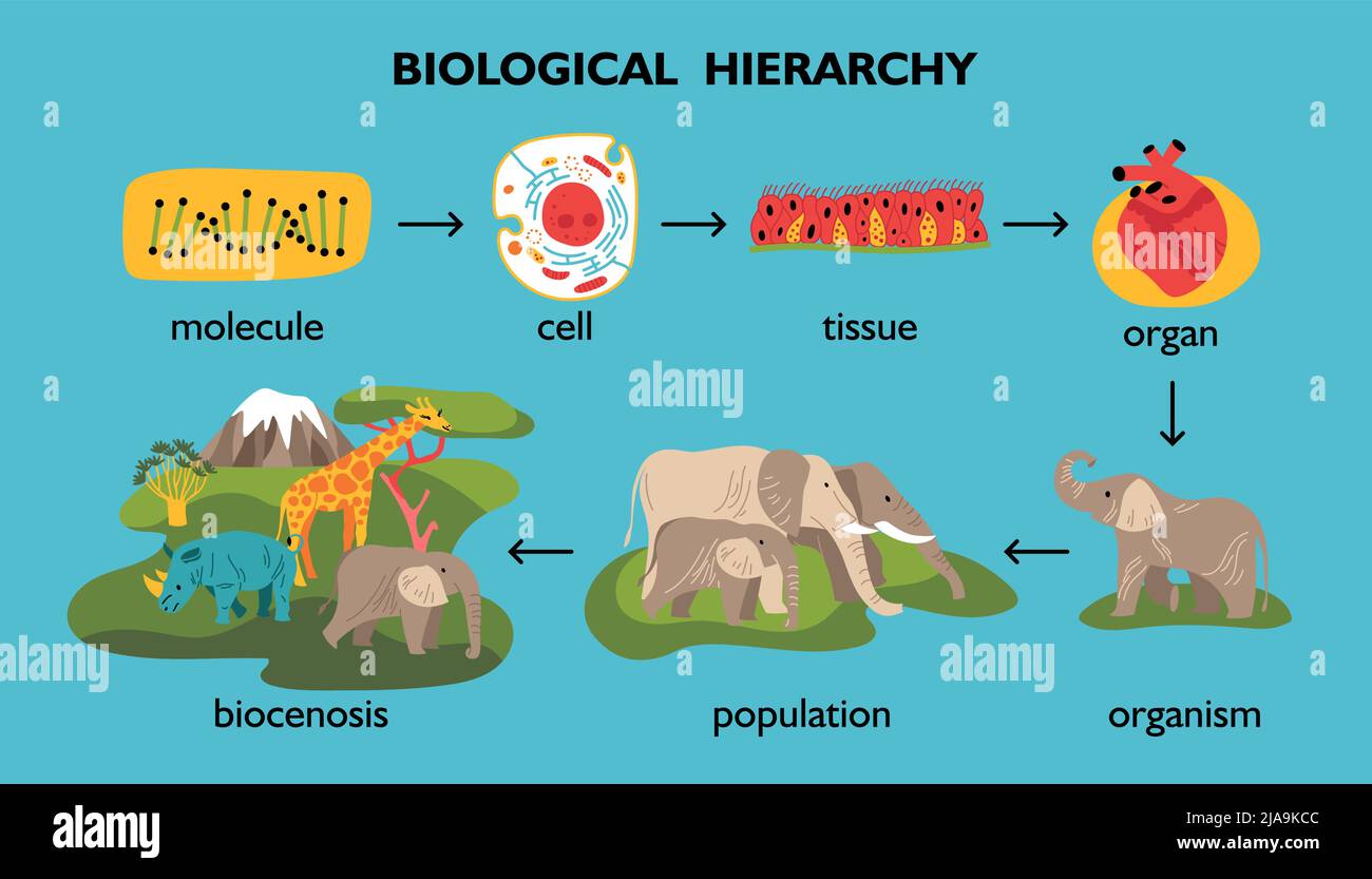 Biological hierarchy color set of isolated animals and plants images ...