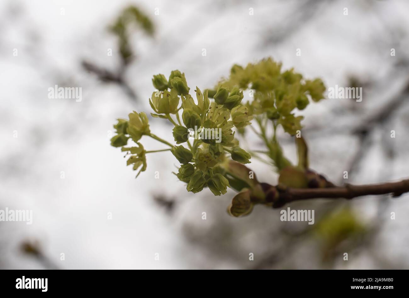 the pale green blossoms of a norway maple in early springtime Stock ...