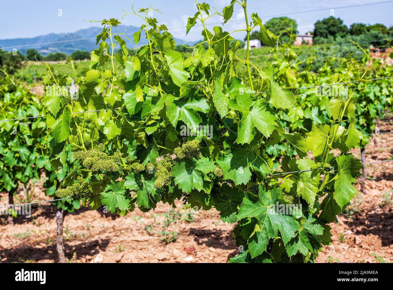 Young bunches of grapes with flowers. Flowering bunches of grapes ...