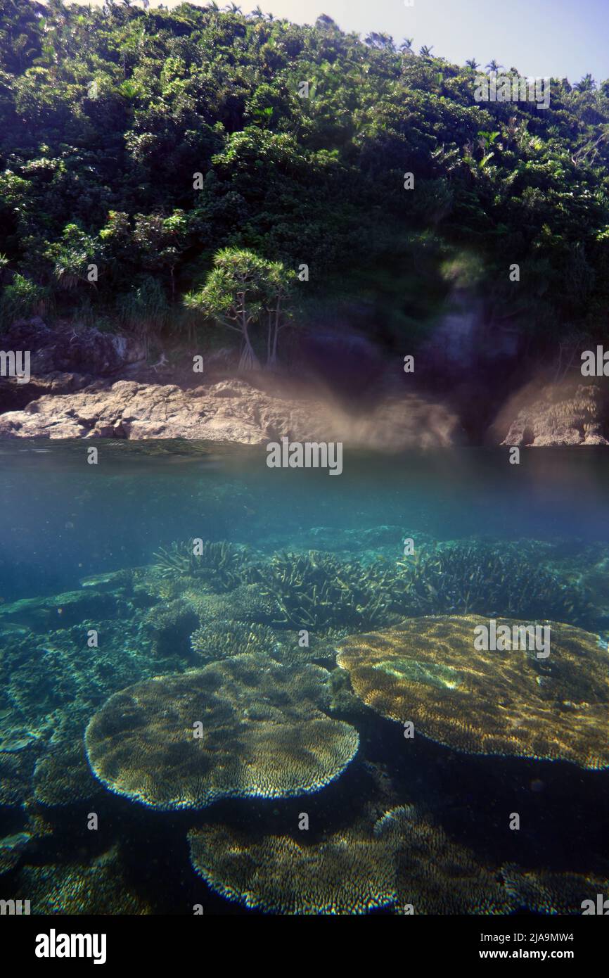 Healthy corals next to the shore at Kent Island, Barnard Islands Group ...