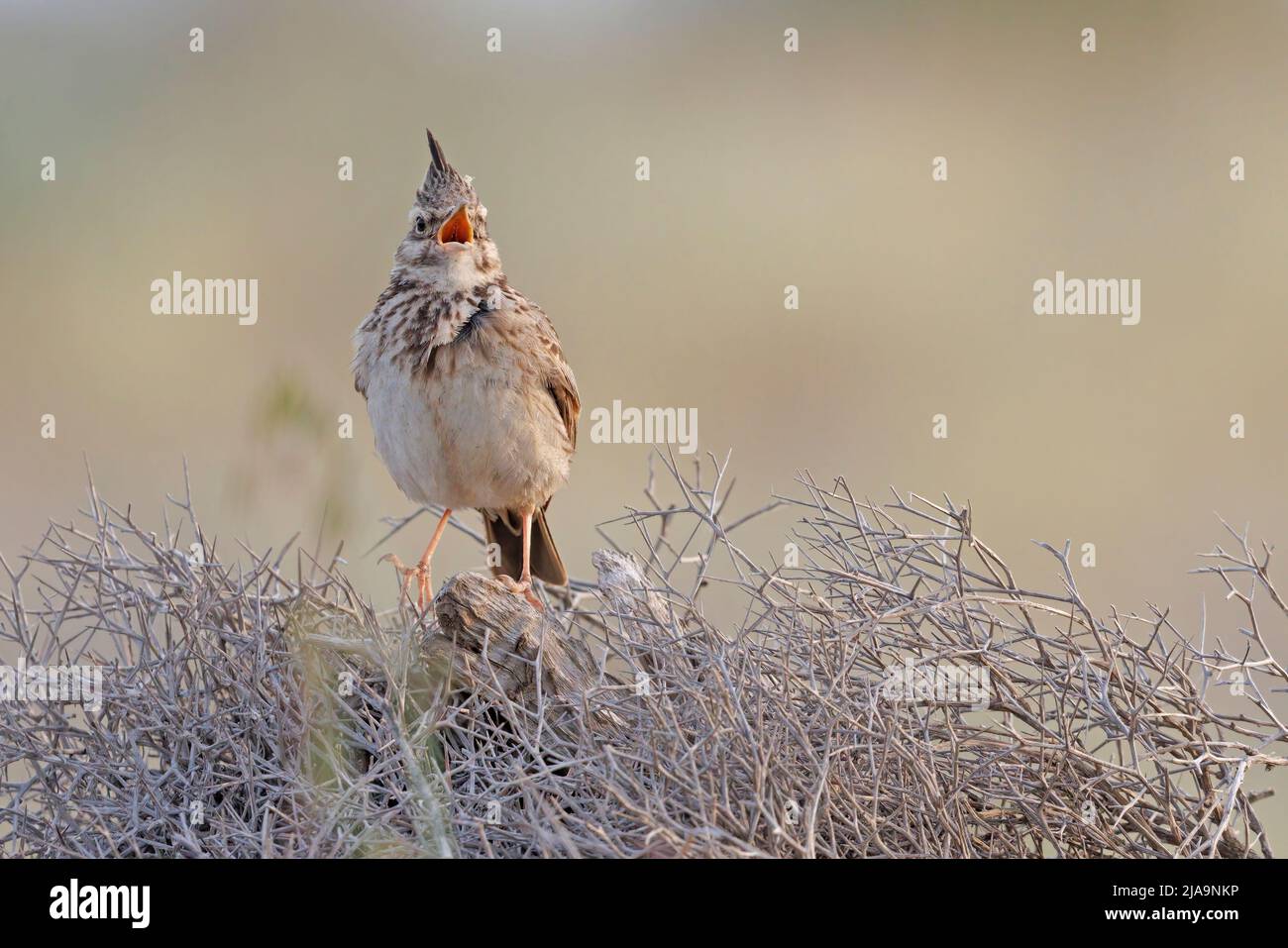 Crested lark, Kalloni saltpans, Lesvos Greece, May 2022 Stock Photo - Alamy