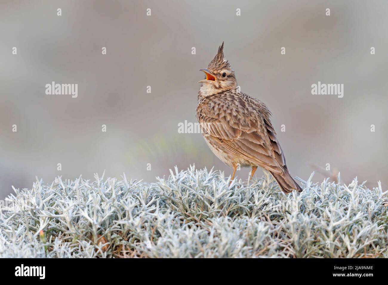 Crested lark, Kalloni saltpans, Lesvos Greece, May 2022 Stock Photo - Alamy