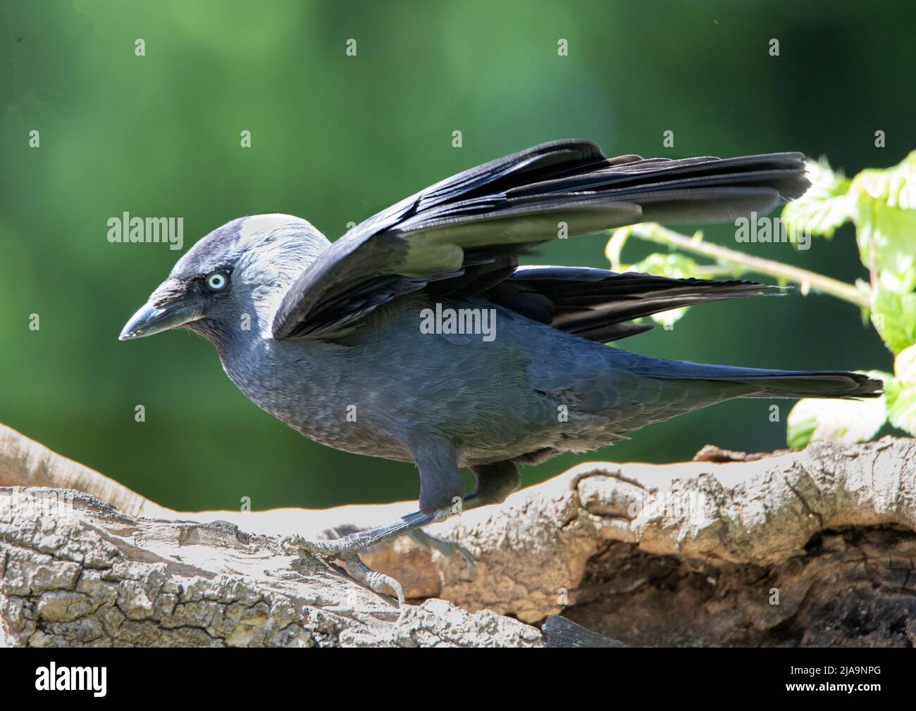 Western Jackdaw, UK Gardens, countryside and farmland, common UK ...