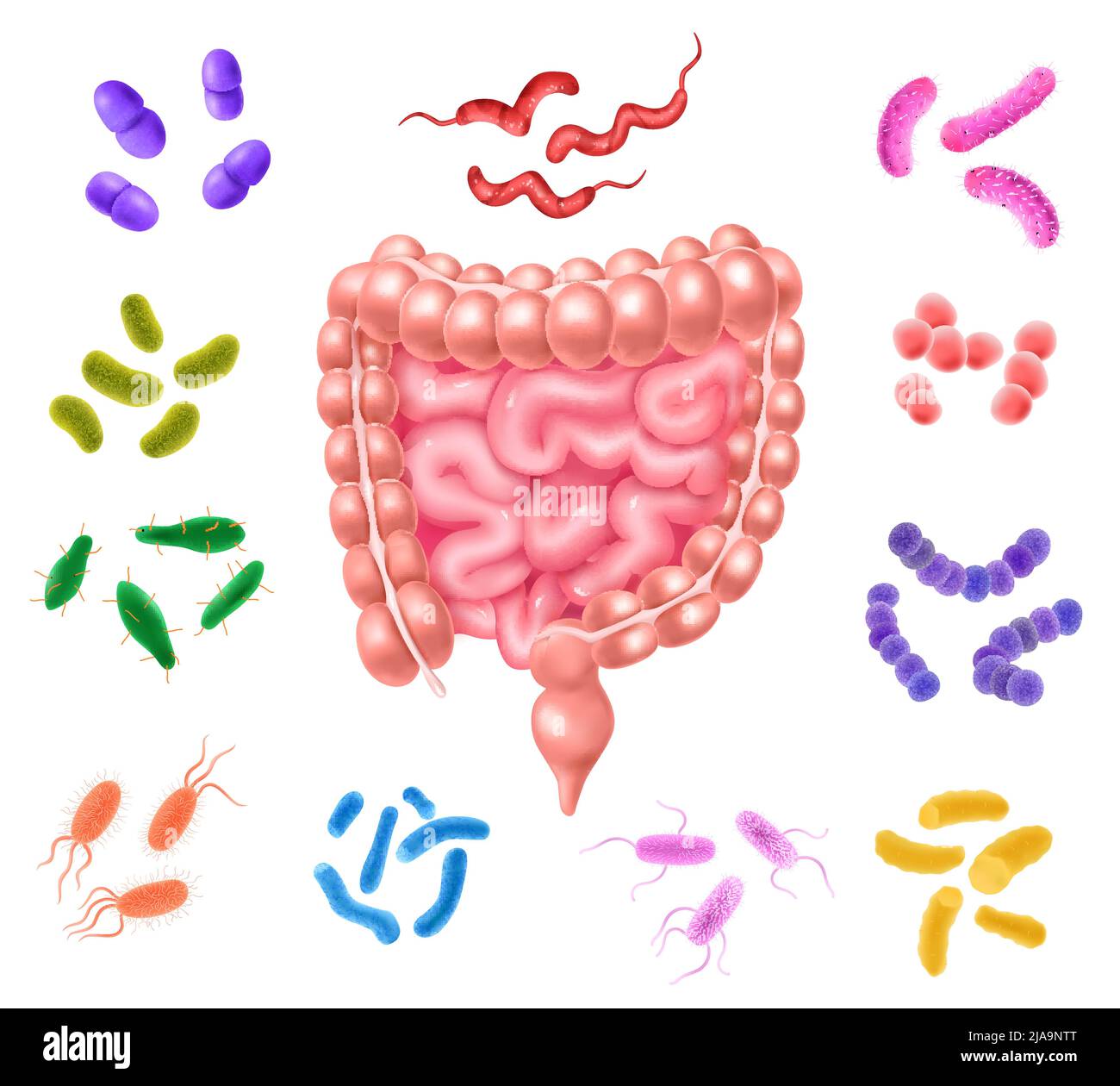 Human colon bacterial flora realistic color set with intestine image in ...