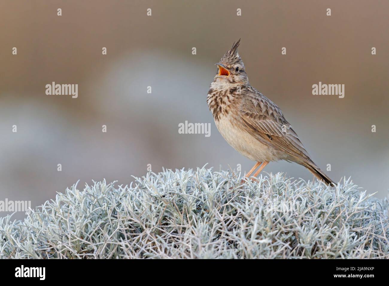 Crested lark, Kalloni saltpans, Lesvos Greece, May 2022 Stock Photo - Alamy
