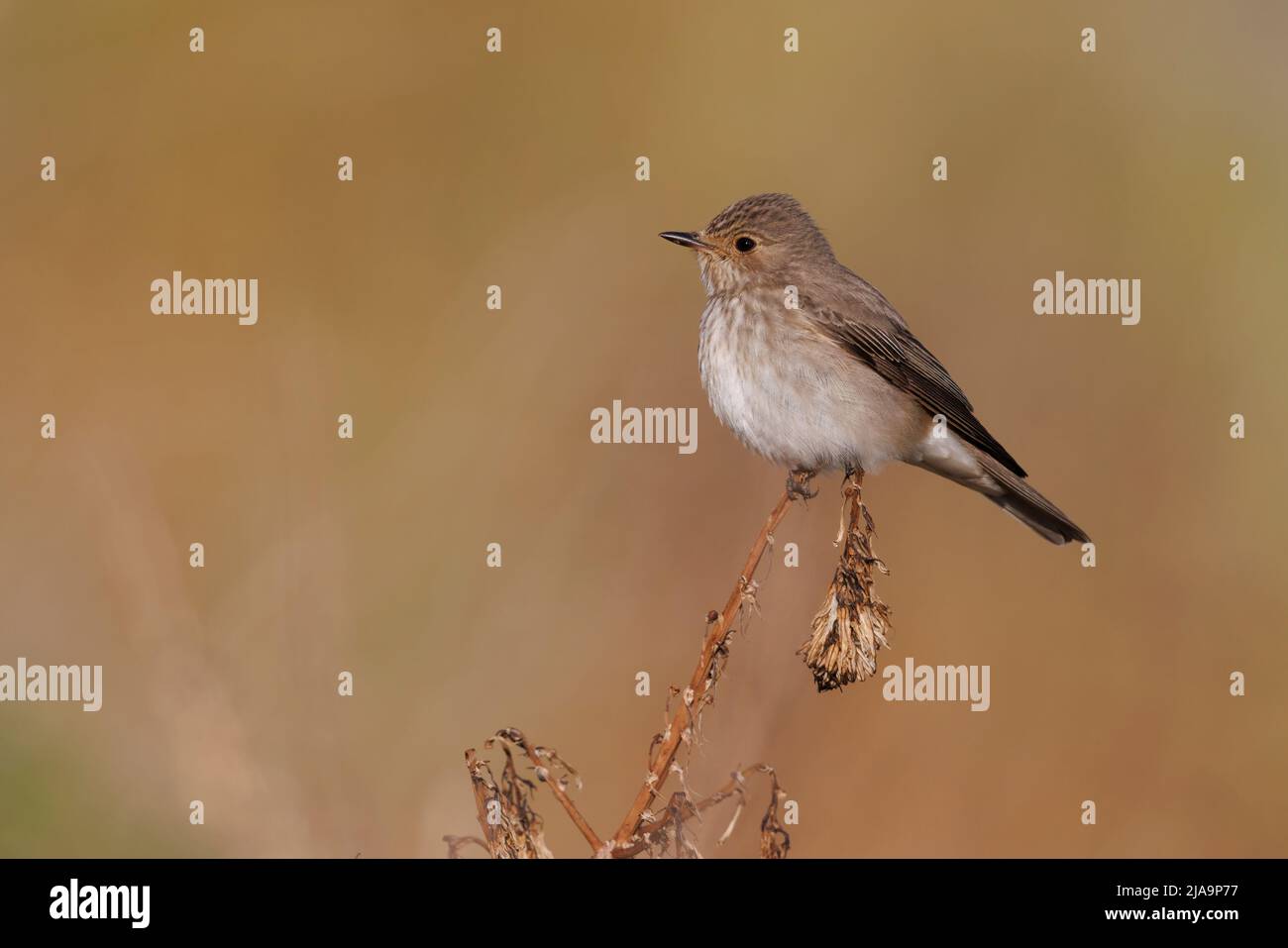 Spotted flycatcher, Meladia valley, Lesvos, Greece, May 2022 Stock ...