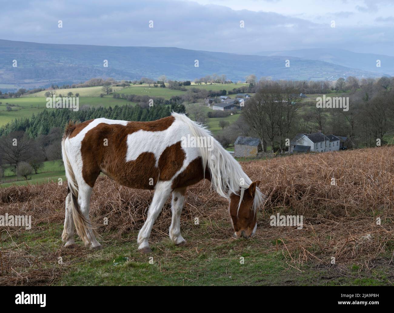Horse at Sugar Loaf Mountain, Wales, UK Stock Photo - Alamy