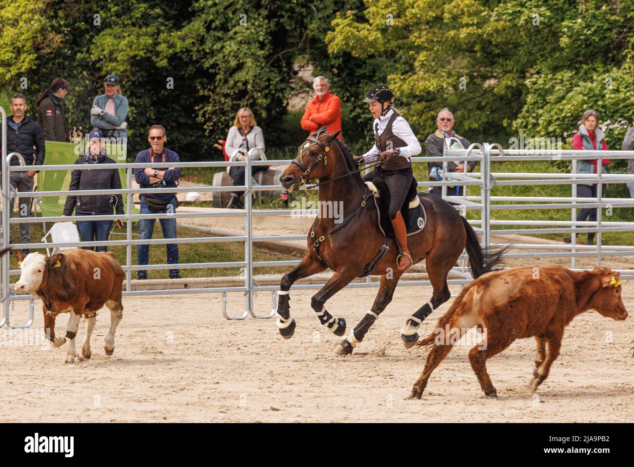 Working cow horse hi-res stock photography and images - Alamy