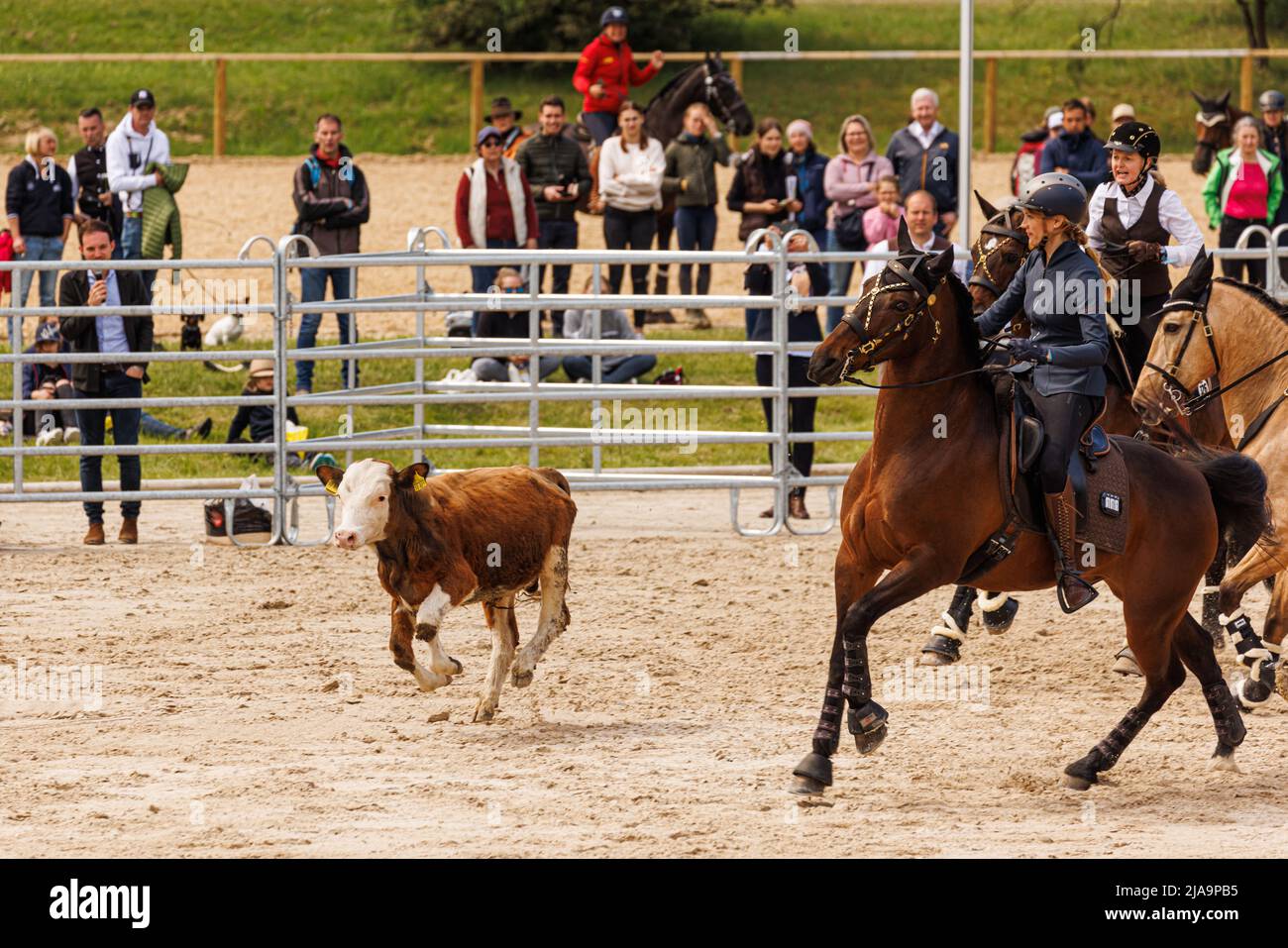 MUNICH, GERMANY - MAY 29: Working Equitation at Pferd International on ...