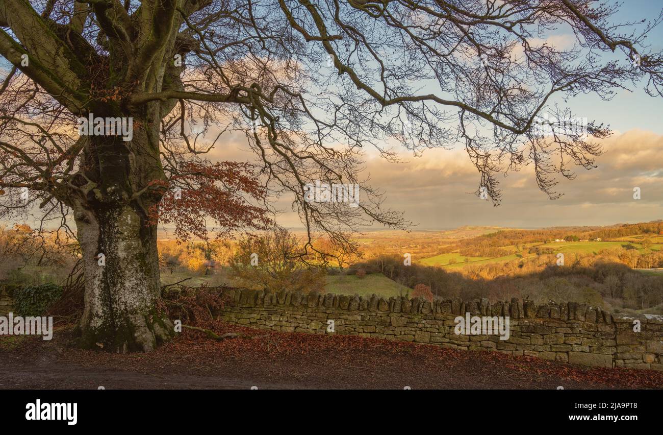 Rural Cotswolds with Beech tree and stone wall, Gloucestershire ...