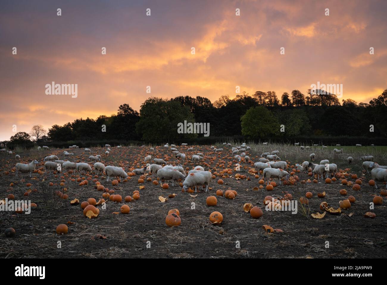 Sheep and pumpkins, Cotswolds, England Stock Photo - Alamy