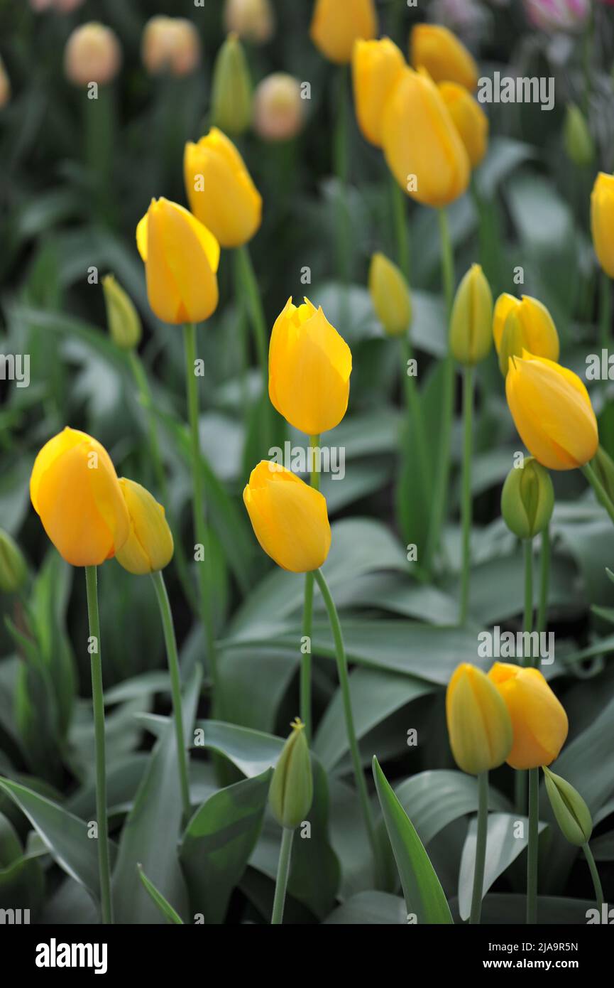 Yellow Single Late tulips (Tulipa) Muscadet bloom in a garden in March ...