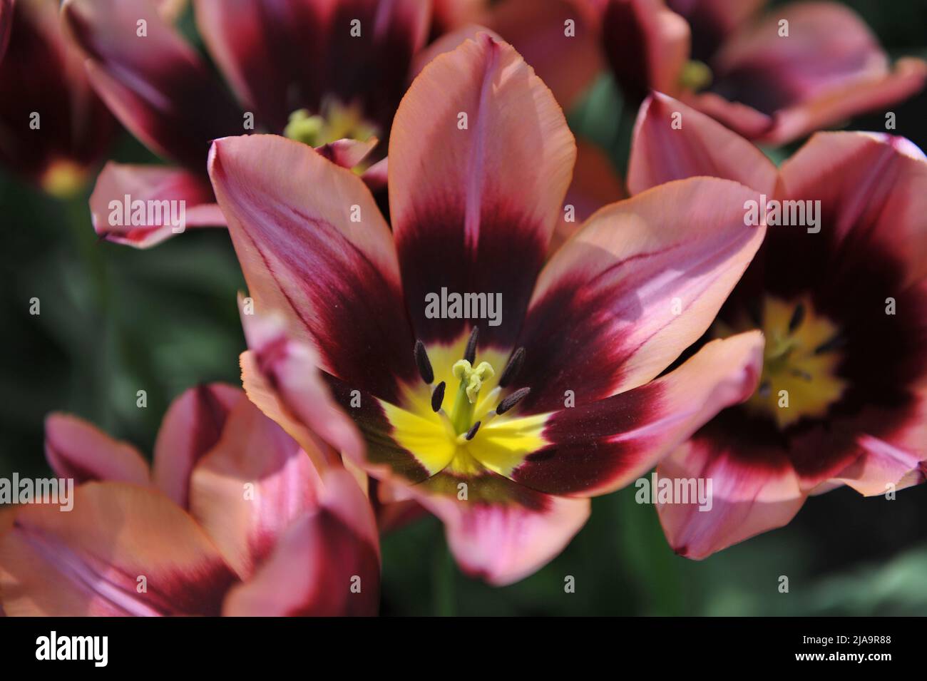 Orange-pink with dark purple base Triumph tulips (Tulipa) Muvota bloom ...