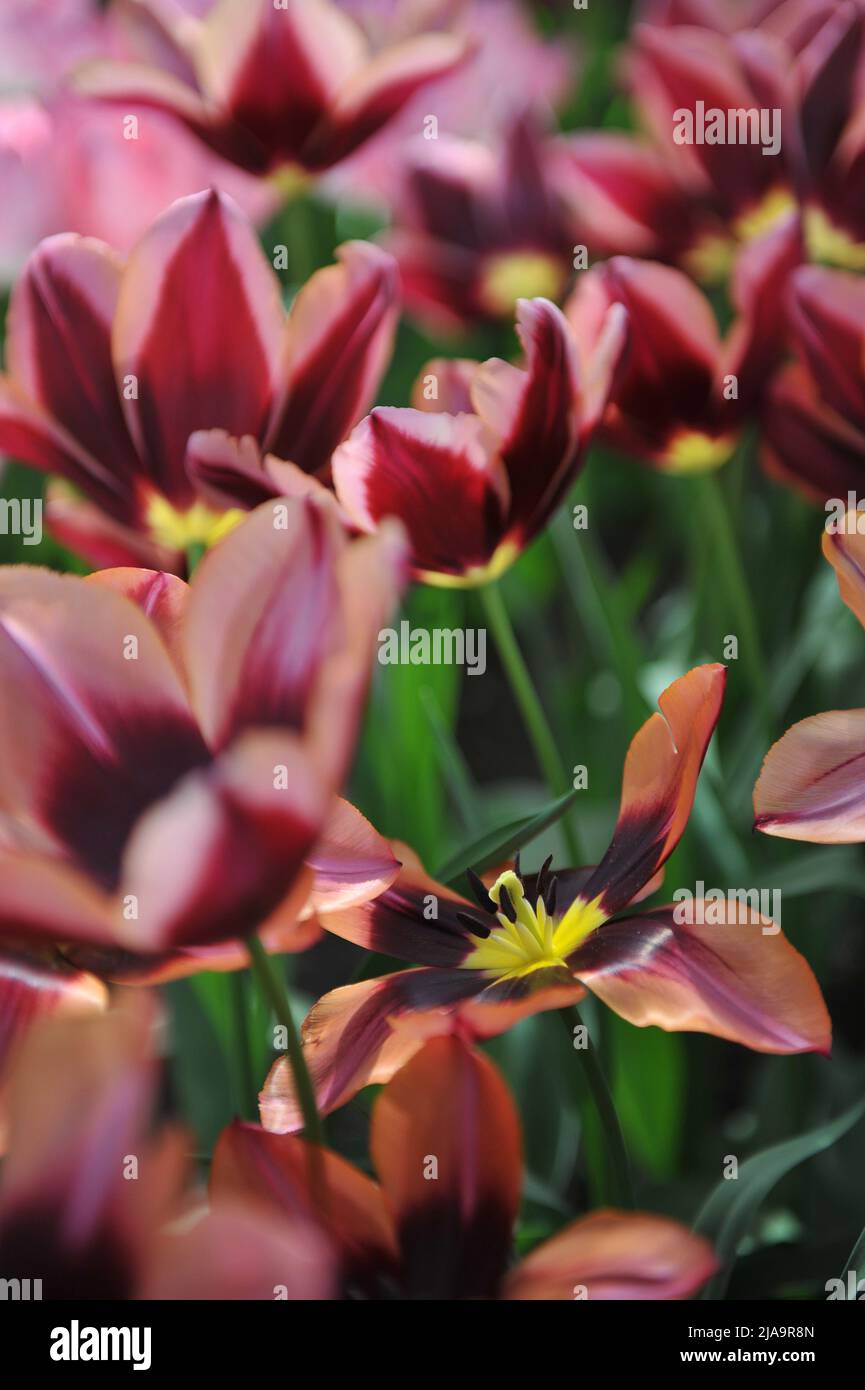 Purple base pink hi-res stock photography and images - Alamy