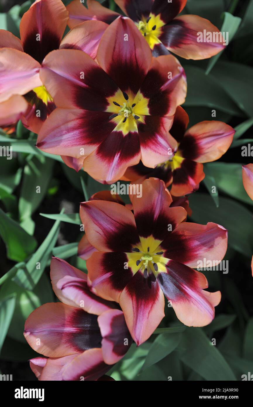 Orange-pink with dark purple base Triumph tulips (Tulipa) Muvota bloom ...