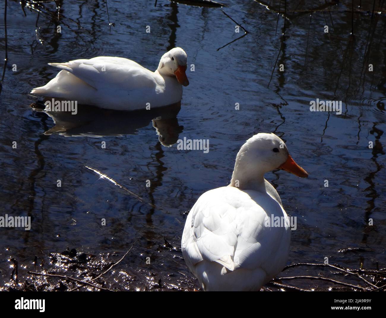 Domesticated call duck hi-res stock photography and images - Alamy