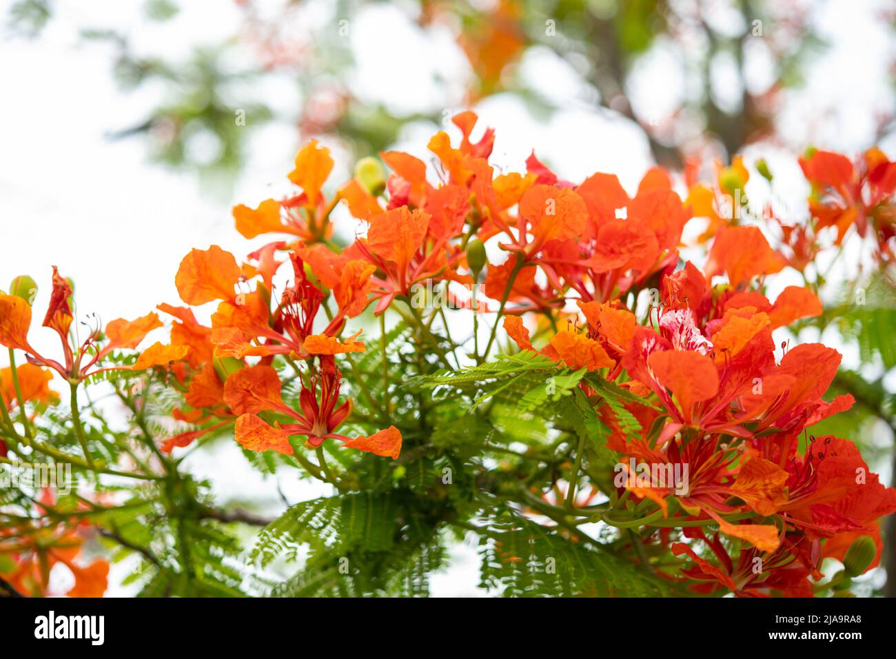Phoenix flower hi-res stock photography and images - Alamy