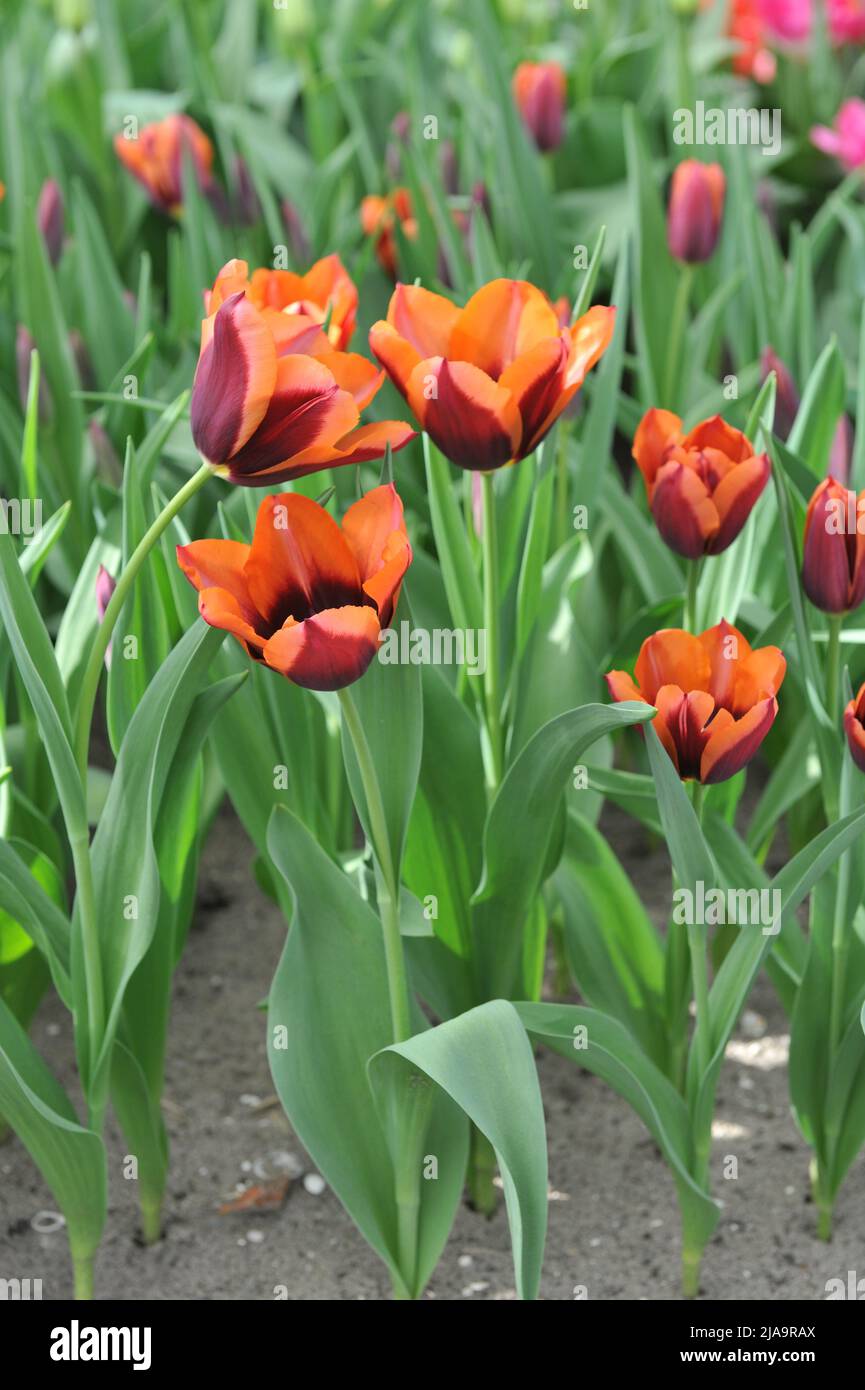 Purple base pink hi-res stock photography and images - Alamy