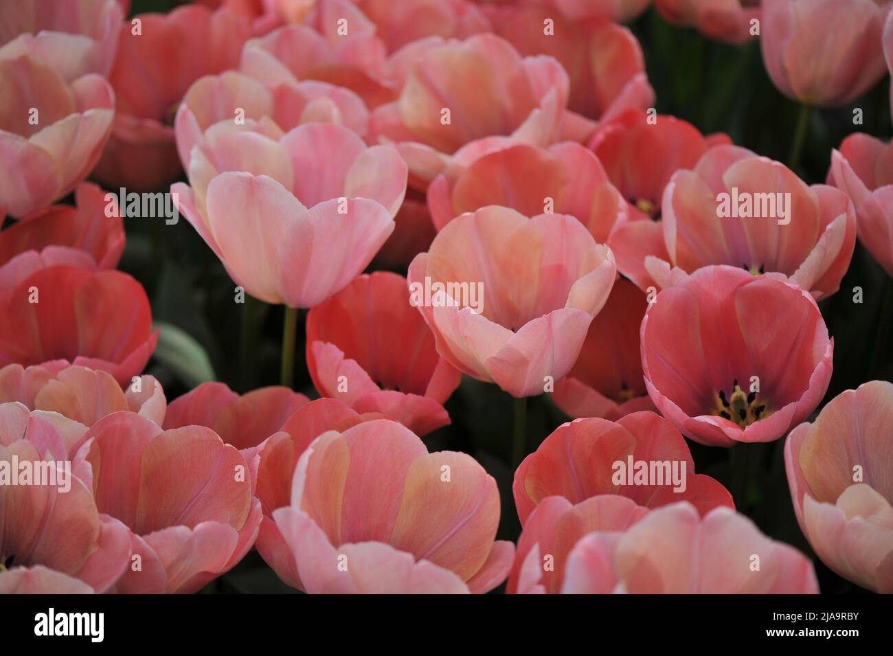Pink Darwin Hybrid tulips (Tulipa) Mystic van Eijk bloom in a garden in ...