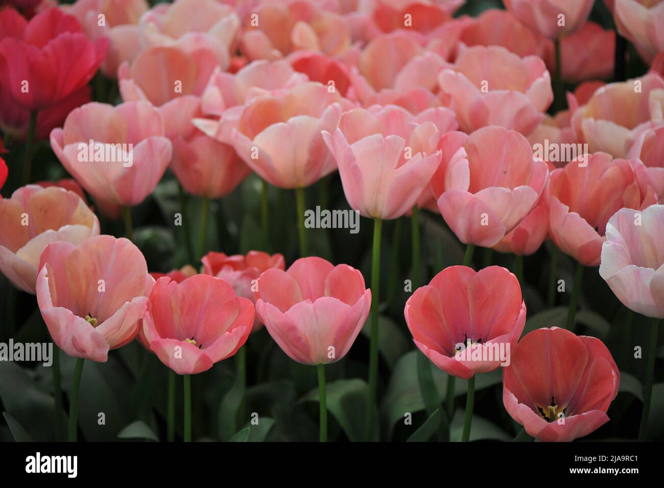 Pink Darwin Hybrid tulips (Tulipa) Mystic van Eijk bloom in a garden in ...