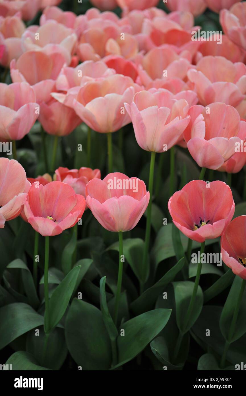 Tulipa mystic van eijk hi-res stock photography and images - Alamy