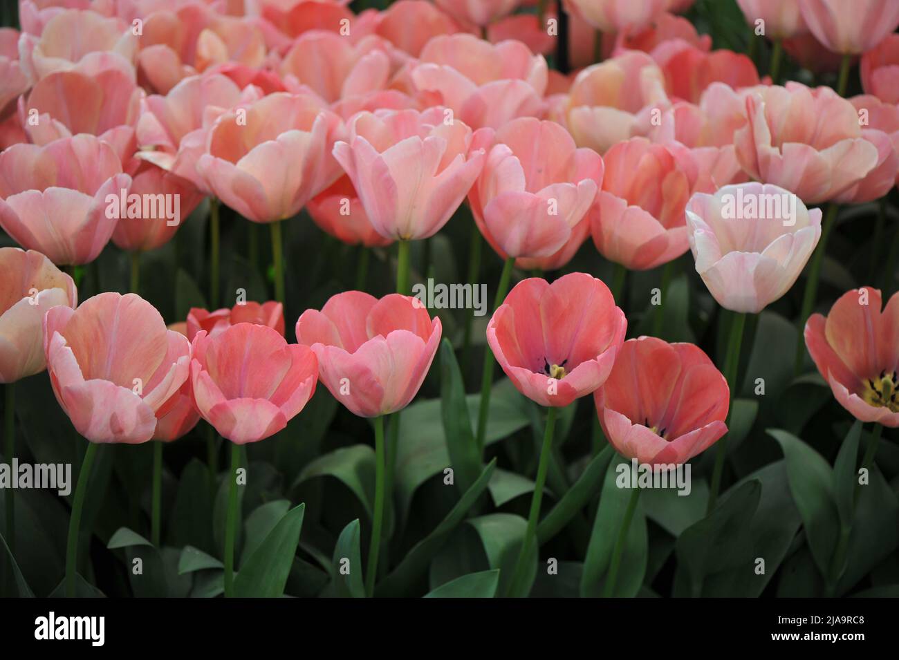Tulipa mystic van eijk hi-res stock photography and images - Alamy
